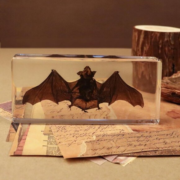 Other | Taxidermy Bat Real Bat Specimens In Resin Square Animal ...